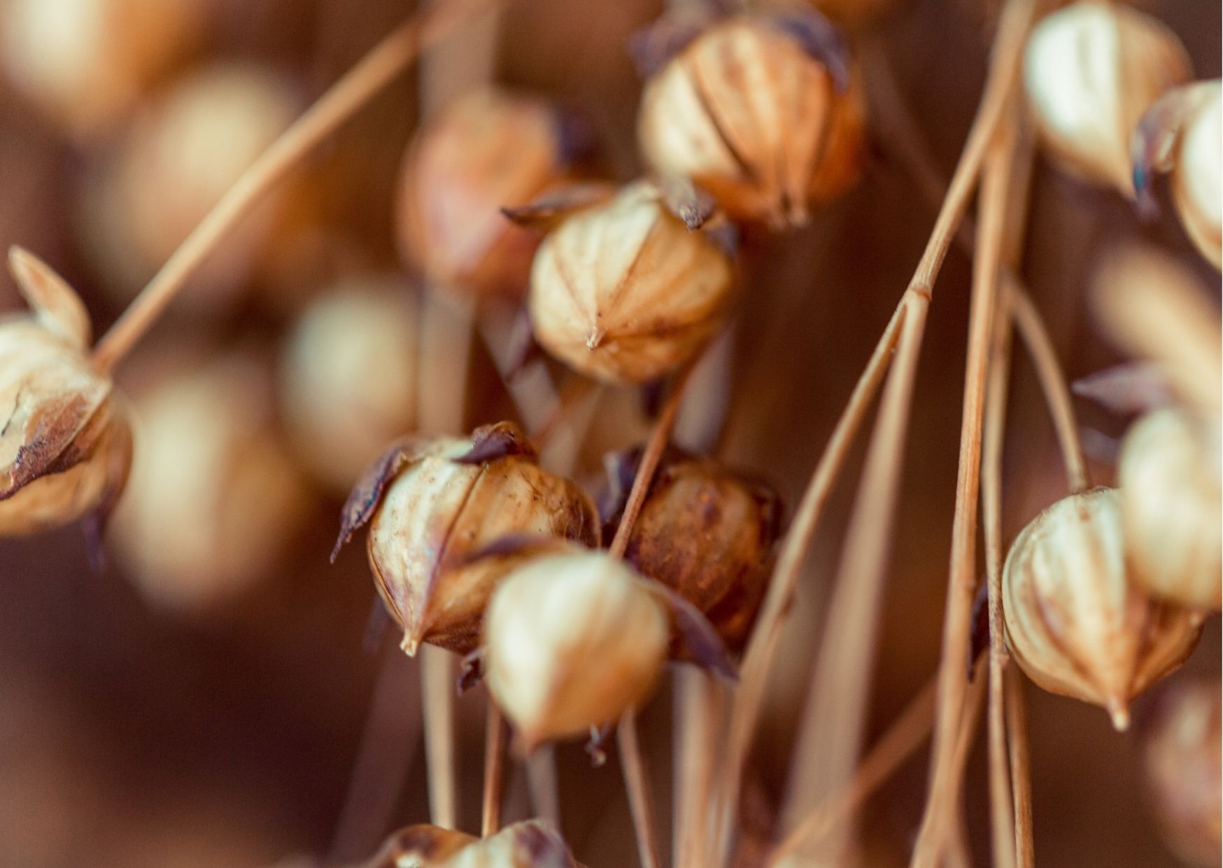 La fibre de lin, une fibre éco responsable par nature