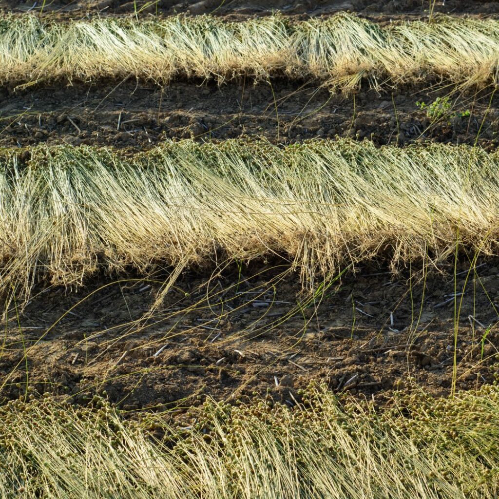 Linen: a plant fiber with exceptional characteristics