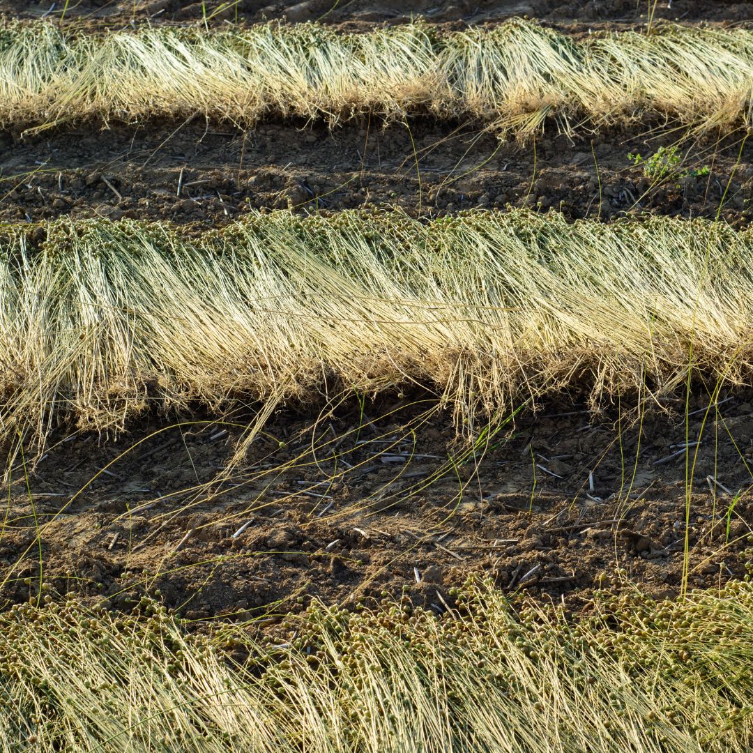 Linen: a plant fiber with exceptional characteristics