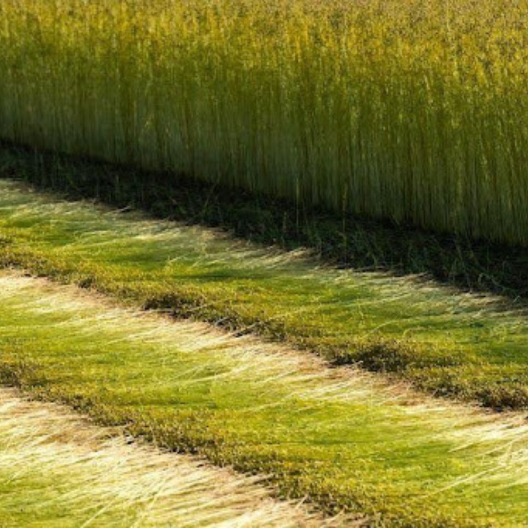 Une fibre naturelle exceptionnelle, tout savoir sur le lin