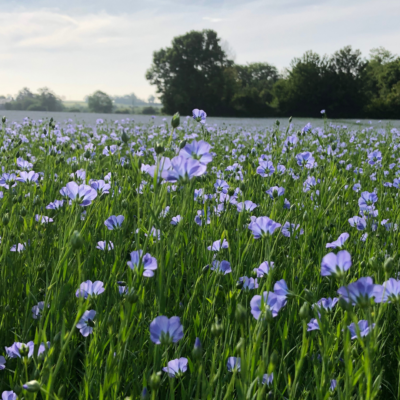 Le choix des matières premières pour arriver au fil de lin