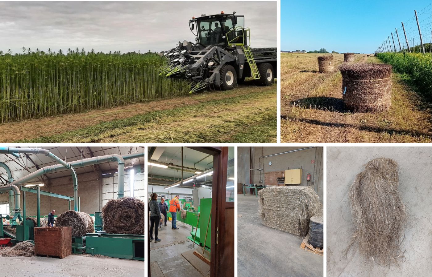 Textile hemp cultivation and processing